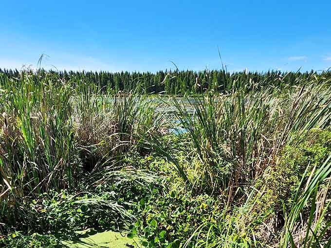 Tall grasses frame the distant water view, creating layers of texture under that brilliant Minnesota blue sky.