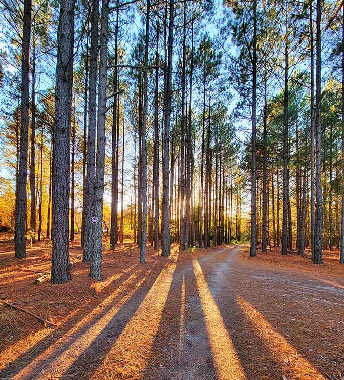 Sunlight filters through towering pines, creating the kind of natural cathedral that soothes the soul completely.