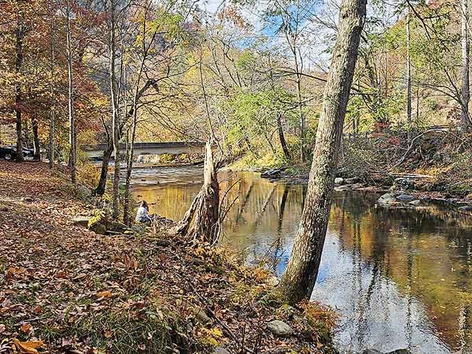 Mingo Creek meanders peacefully below, taking the scenic route while you took the stairs like an overachiever with goals.