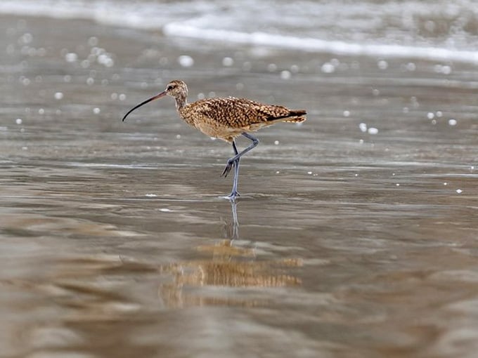 This elegant shorebird struts the waterline like it owns the place, which technically, it does more than we do.