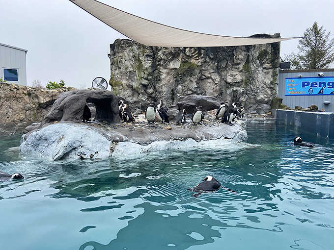 The penguin habitat lets you watch these tuxedoed comedians both swimming and waddling &ndash; double the entertainment, double the adorableness guaranteed.