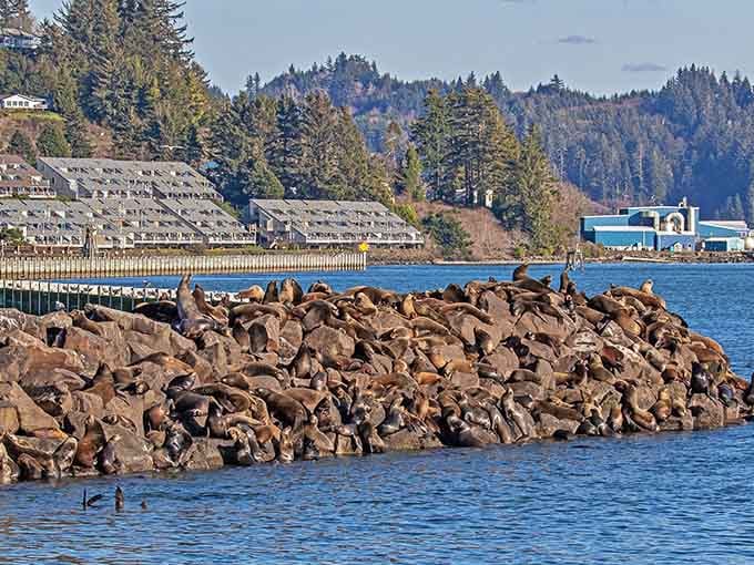 Sea lions treat these docks like luxury condos, complete with ocean views and zero property taxes.