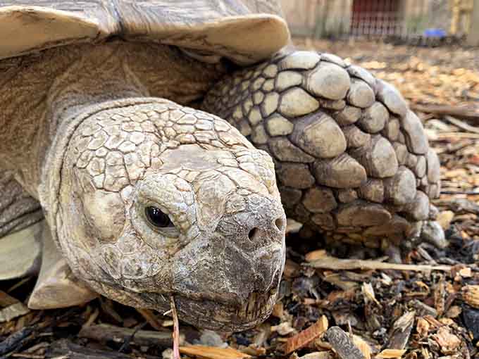This ancient tortoise moves at its own pace, reminding us that slow and steady still beats rush hour.