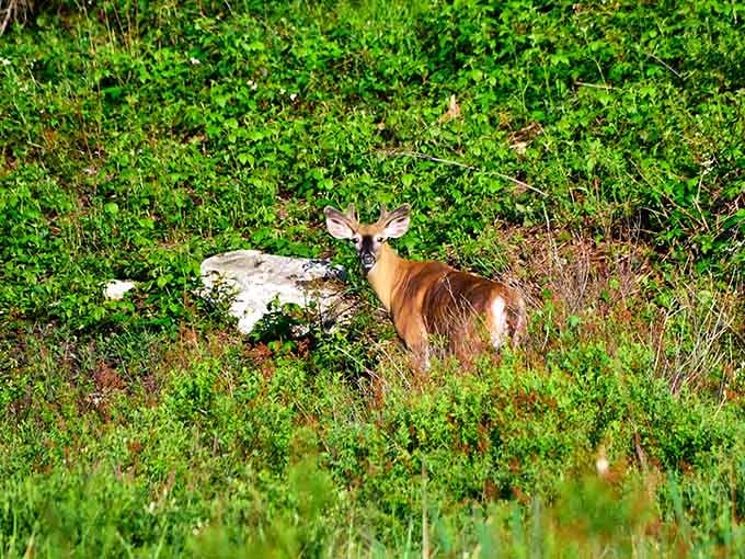 Local wildlife posing perfectly, as if they know they're the real celebrities of this forest.