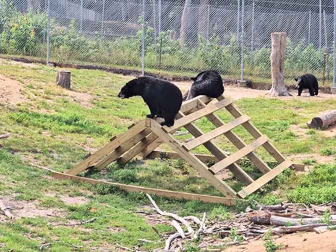 A bear navigates wooden climbing structures with surprising agility, proving these animals are natural-born gymnasts and entertainers.