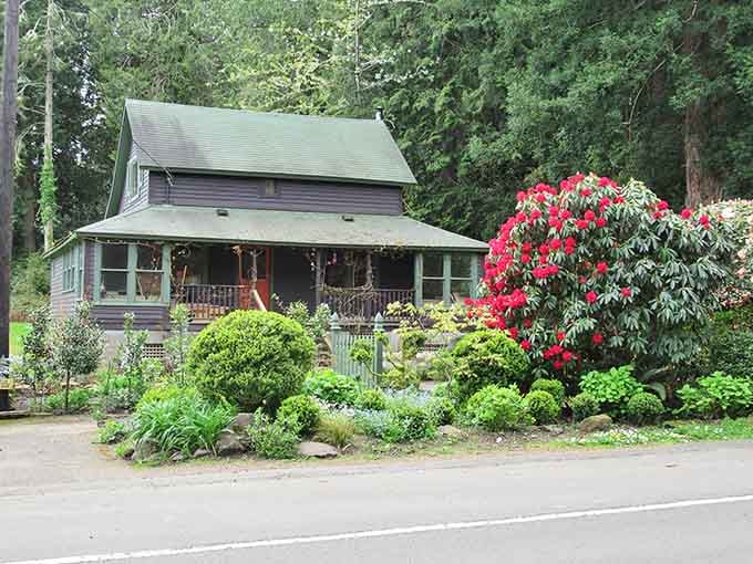 Rhododendrons bloom beside historic homes, adding splashes of color to timeless architecture.