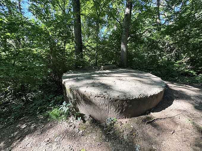 Ancient concrete remnants hint at history while trees reclaim their territory one root at a time.
