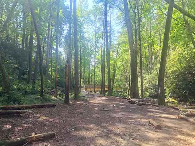 Sunlight filtering through the trees makes every step feel like a movie scene moment.
