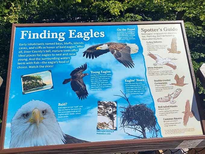 Educational signs help distinguish your bald eagles from your ospreys, because knowing is half the battle.