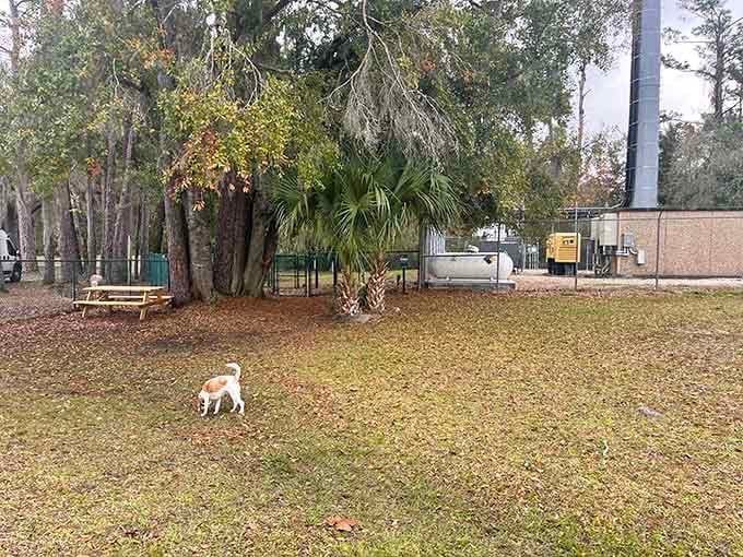 Angel's Dog Park lets your four-legged friend socialize without the pretentious atmosphere of upscale pet boutiques elsewhere.