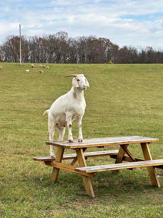 This goat's claiming the best seat in the house, proving that picnic tables aren't just for humans.