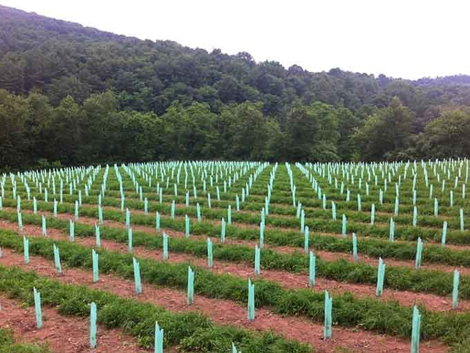 Vineyard rows climb hillsides where grapes transform into Pennsylvania wine that'll surprise your snobbiest sommelier friends.