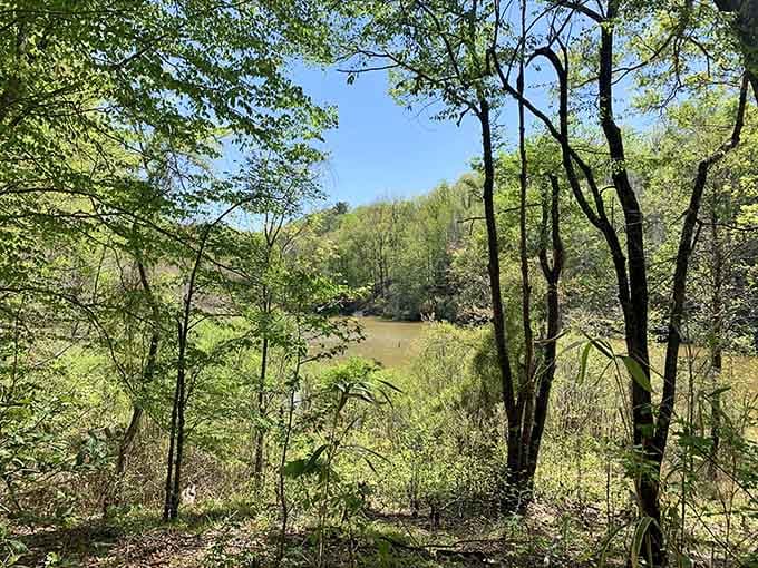 Hidden ponds nestle among the trees, offering quiet moments of reflection away from the dramatic canyon views.