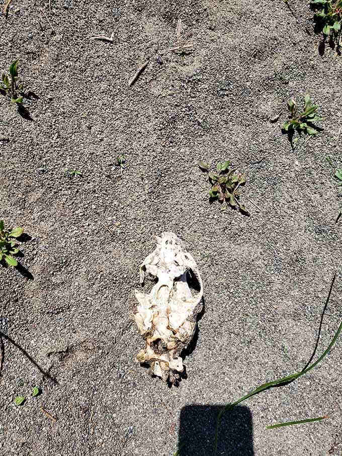 Even the wildlife leaves reminders of nature's cycle, scattered along trails like props in a coastal gothic tale.