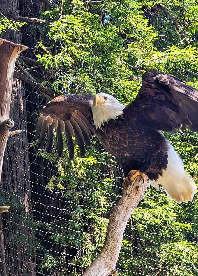 A bald eagle looking majestic and slightly judgmental about your newfound appreciation for heights.