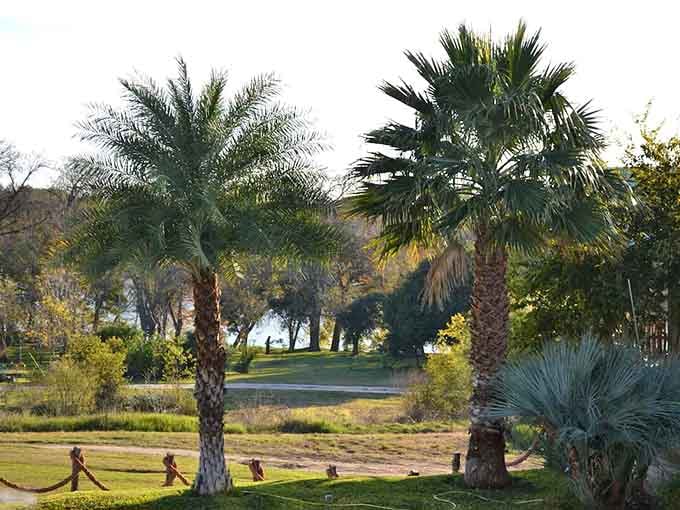 Palm trees dot the landscape, adding unexpected tropical vibes to the Texas Hill Country setting beautifully.