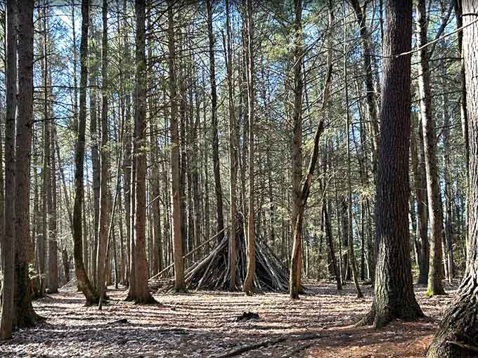 These towering trees create natural architecture that puts most buildings to shame, and they're way older too.