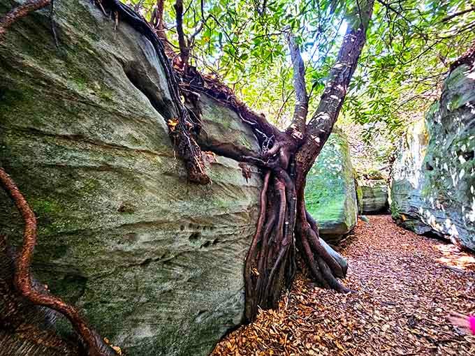 Tree roots grip the rocks like nature's own climbing holds, creating scenes straight from a storybook illustration.