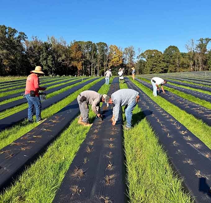 Early morning planting means future harvests, and these folks understand the patient rhythm of farming life.