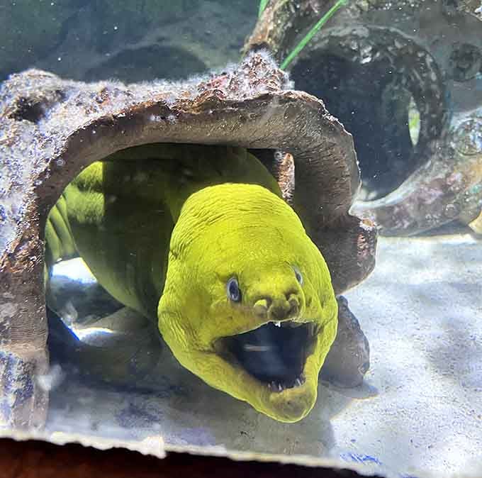 This green moray's open mouth isn't aggression but breathing, though it still looks like it's auditioning for a horror movie.