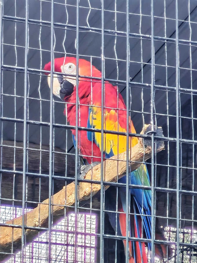 Dressed in nature's most vibrant colors, this macaw could teach fashion designers a thing or two about bold choices.