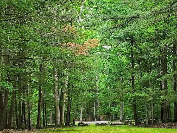 Tall trees create a cathedral of green, reminding us why we call these places sacred.
