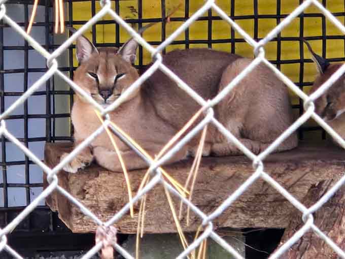 The caracal at Santa's Land watches visitors with the intensity of someone checking the naughty-or-nice list.