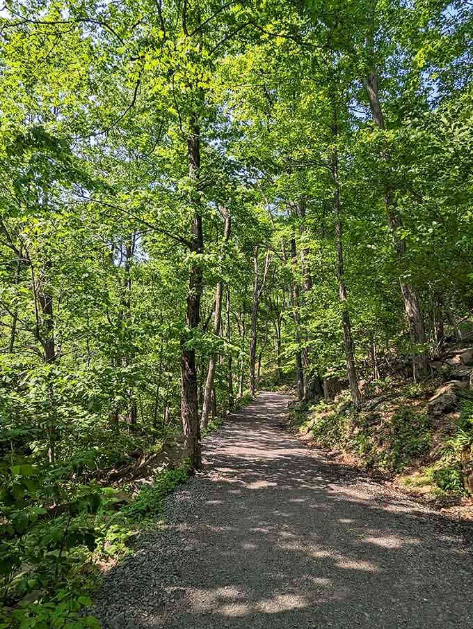 Dappled sunlight filters through the leafy canopy, creating that perfect hiking temperature where shade meets gentle warmth beautifully.