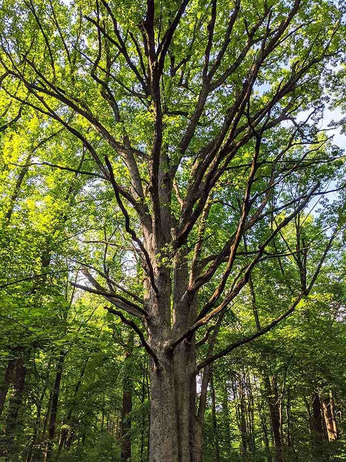 This magnificent tree spreads its branches like nature's own umbrella, standing as a testament to decades of quiet growth.
