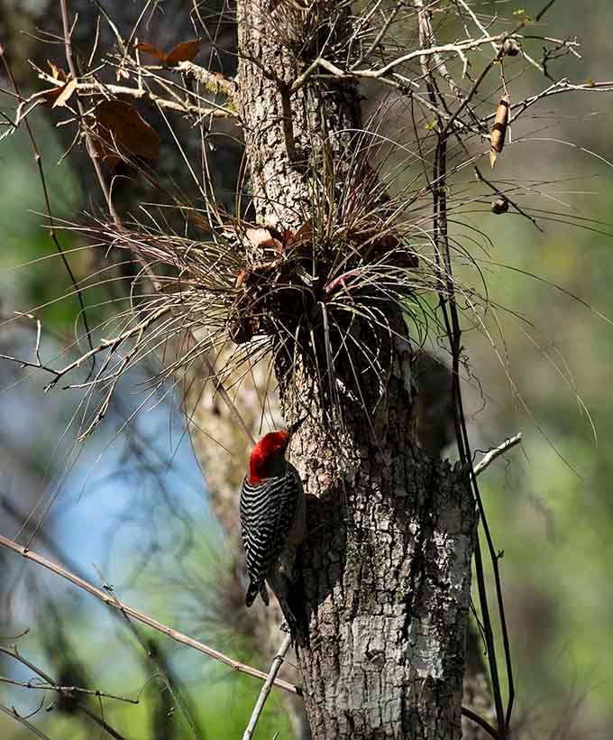 A red-bellied woodpecker works diligently on breakfast, completely unbothered by hikers passing through its forest home.