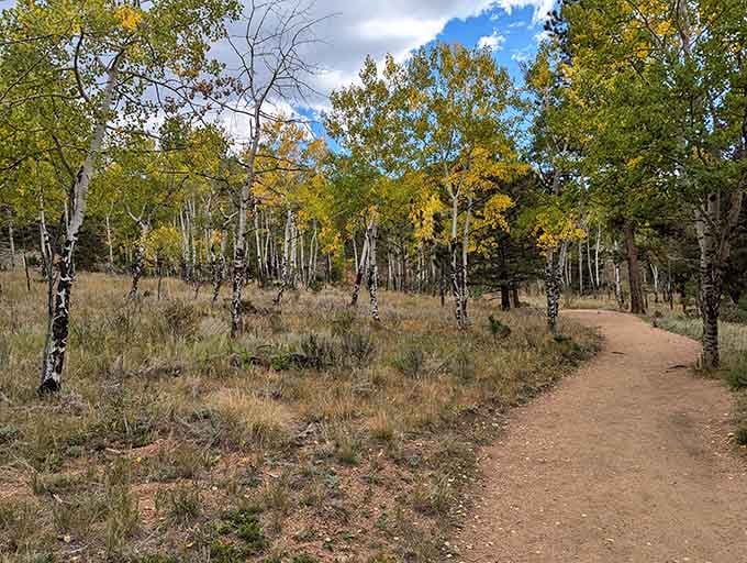 Fall colors light up the trails as aspens turn golden, making every hike at Staunton State Park absolutely spectacular.