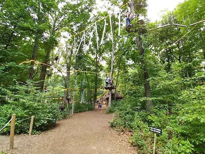 The forest canopy that makes you remember when "going outside" meant more than checking your mailbox.