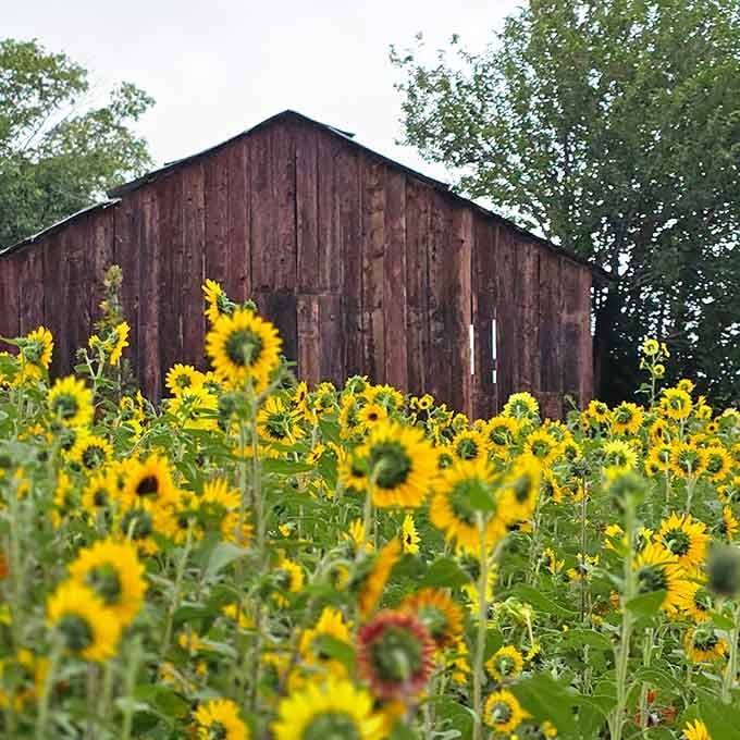 Weathered wood and vibrant blooms create the kind of rustic elegance that interior designers spend fortunes trying to replicate.