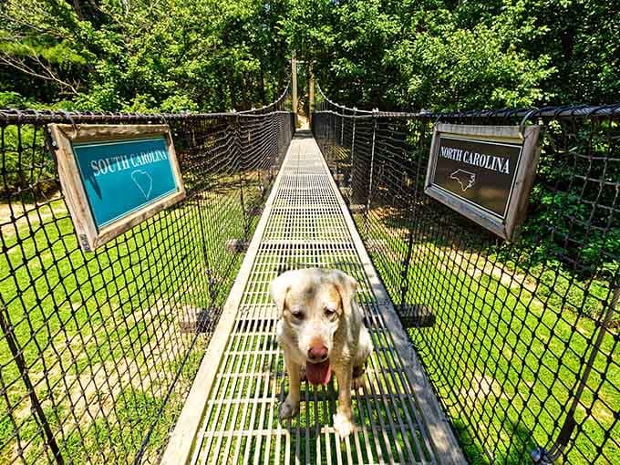 Even four-legged friends get to experience the thrill, though this pup looks slightly skeptical about the whole thing.