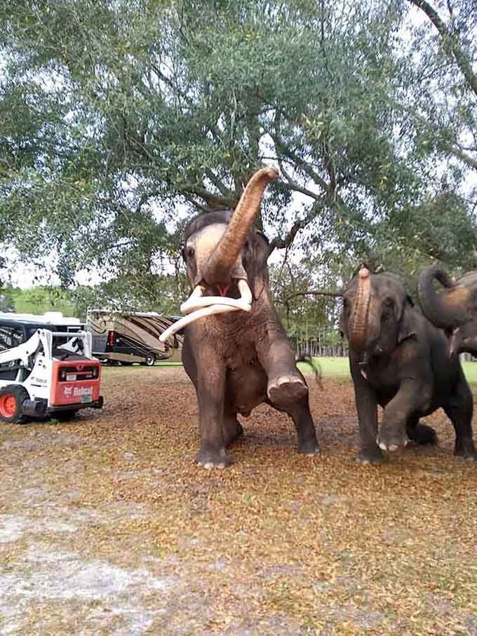 Elephants raising their trunks in unison is like watching a perfectly choreographed performance, except nobody rehearsed and it's magical.