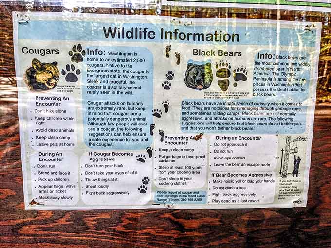 The Forest Service wants you informed about wildlife encounters, though reading this sign is significantly less exciting than actual bear sightings.