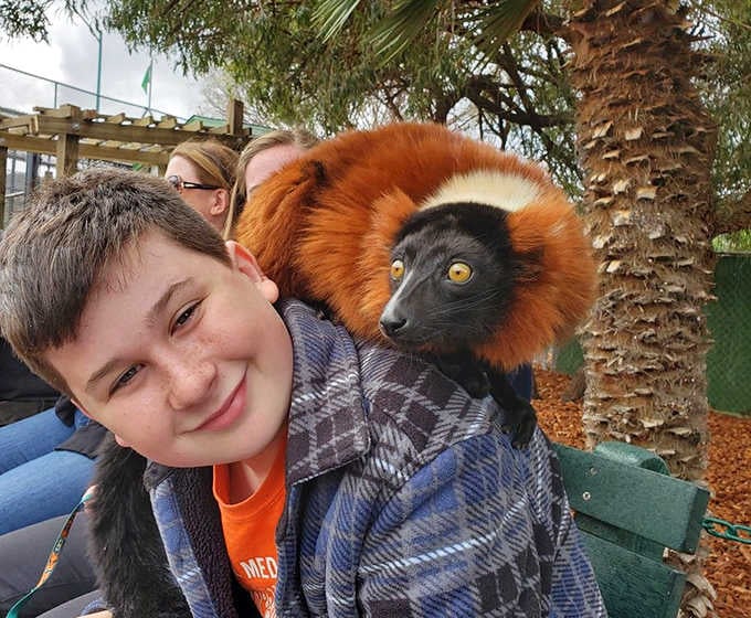 A red ruffed lemur photobombing your visit because even the smaller residents demand their moment in the spotlight here.