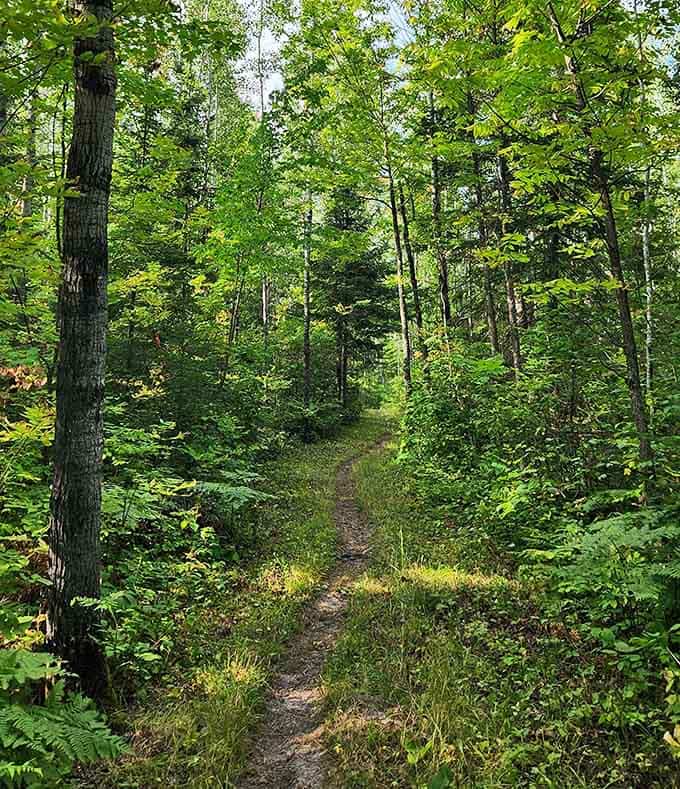 Forest trails wind through green tunnels where the only traffic jam involves the occasional curious deer crossing.