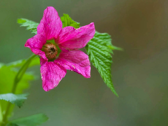 Wildflowers add splashes of color to the green canvas, like nature decided the forest needed a little extra pizzazz.