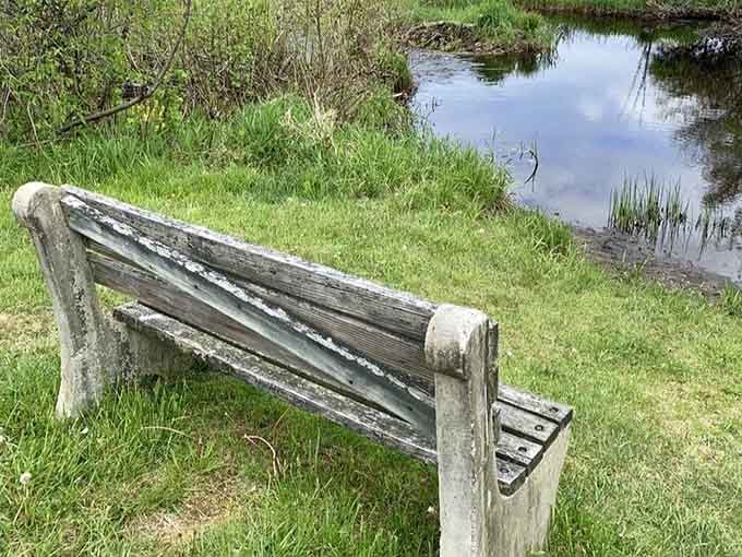 A weathered bench overlooking a tranquil stream&mdash;nature's waiting room, except you'll actually want to sit here for hours.