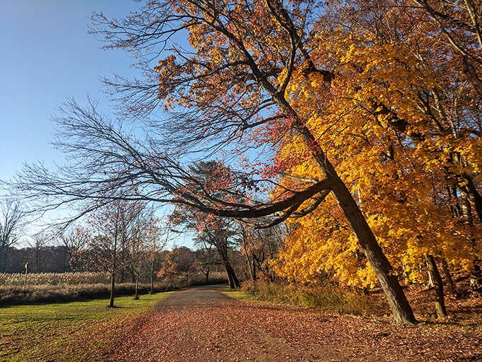Edgewood Park in autumn glory, reminding you why Frederick Law Olmsted knew what he was doing.
