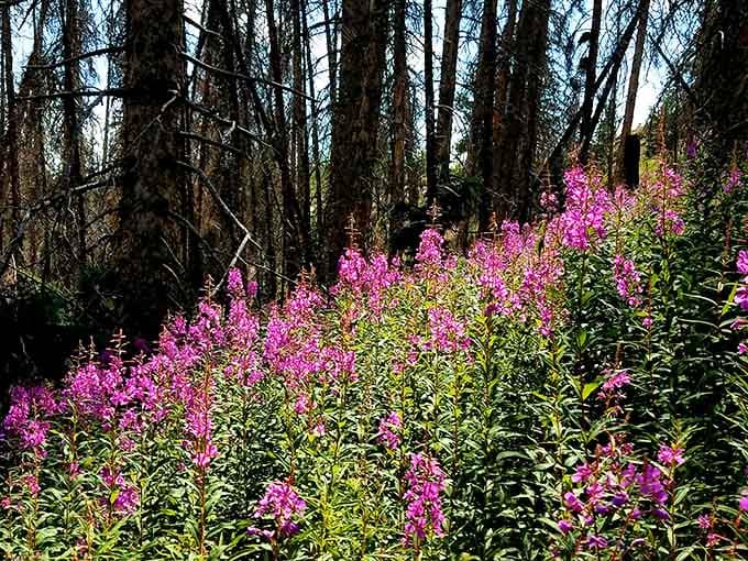 Wildflowers add splashes of magenta to the landscape, proving that even harsh alpine environments can burst with color.