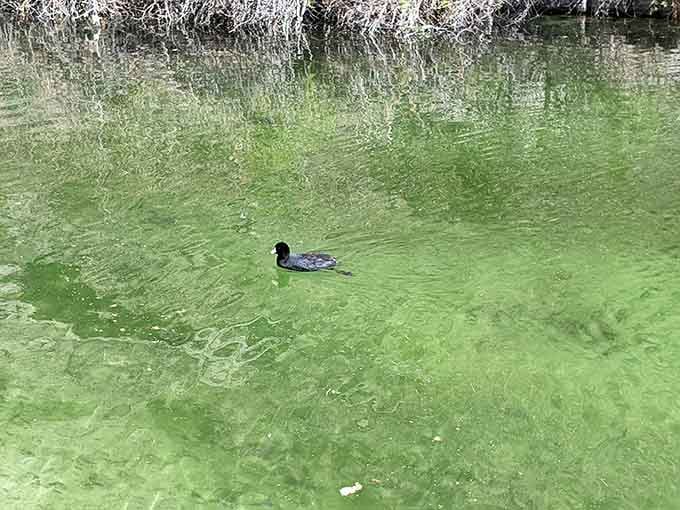 Even the local coot knows this water is special, gliding through clarity that rivals any tropical destination.