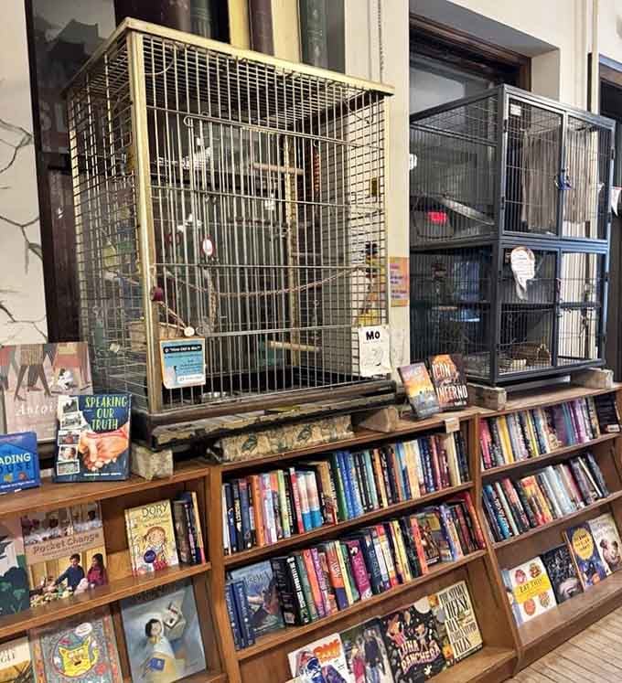 Feathered residents chirp from their perches above shelves, adding a living soundtrack to your browsing experience here.