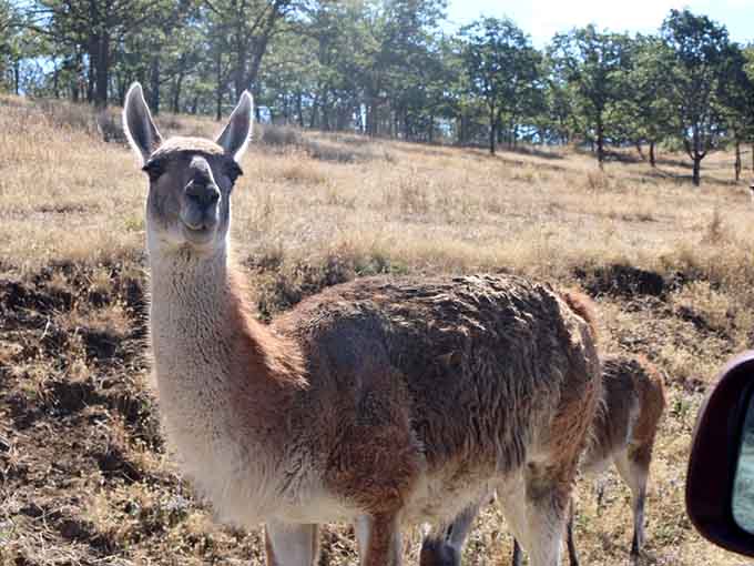 This llama's side-eye suggests it's judging your vehicle choice and possibly your entire life decisions too.