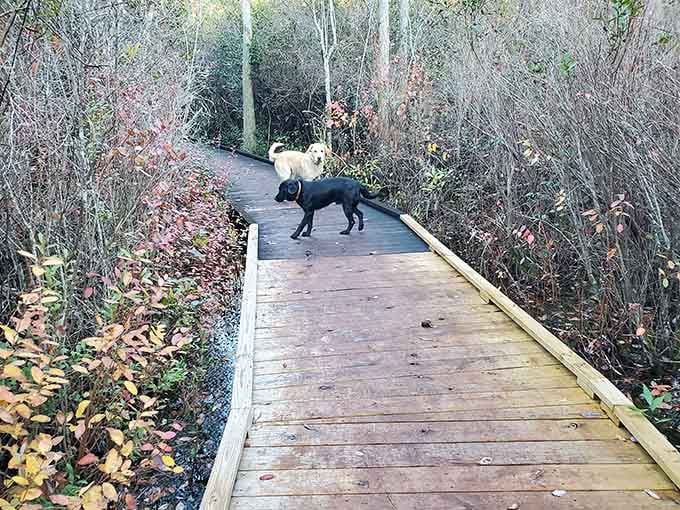 Even your four-legged friends can enjoy the boardwalk, making this a perfect family outing for everyone involved.