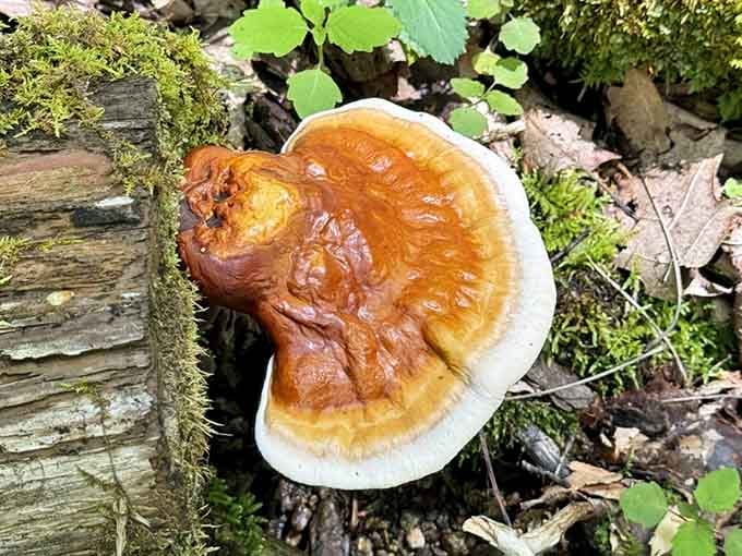 Even the mushrooms here are photogenic, adding unexpected beauty to the forest floor's natural gallery.