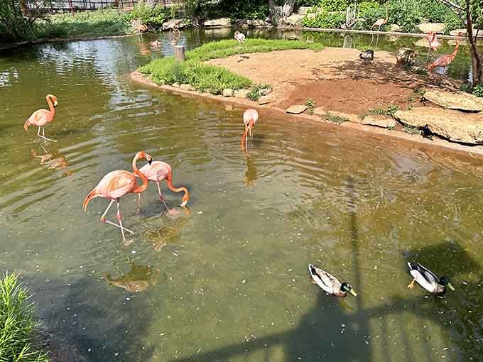 Abilene Zoo's flamingos strut their stuff, offering world-class animal encounters at admission prices that won't cause heart palpitations.