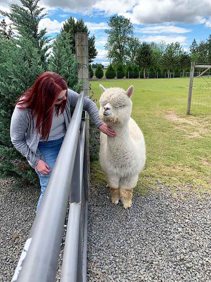 That moment when an alpaca decides you're worthy of attention is better than any therapy session.