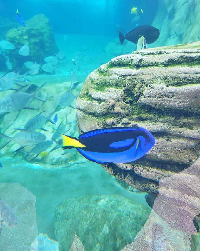 The Palette Surgeonfish bringing that signature blue pop of color that makes every underwater scene Instagram-worthy instantly.